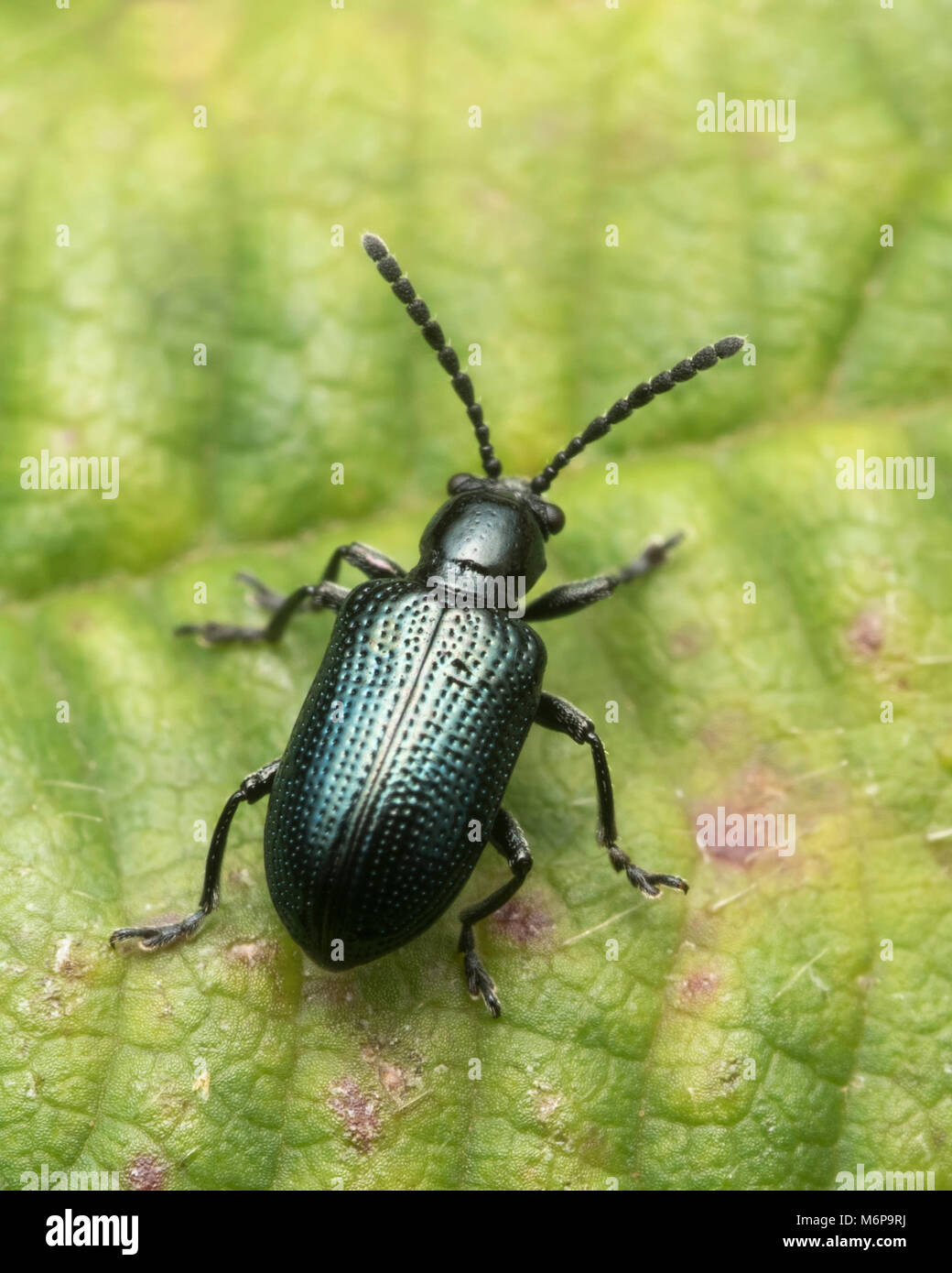 Dorsal view of Cereal Leaf Beetle (Oulema melanopa) Tipperary, Ireland ...