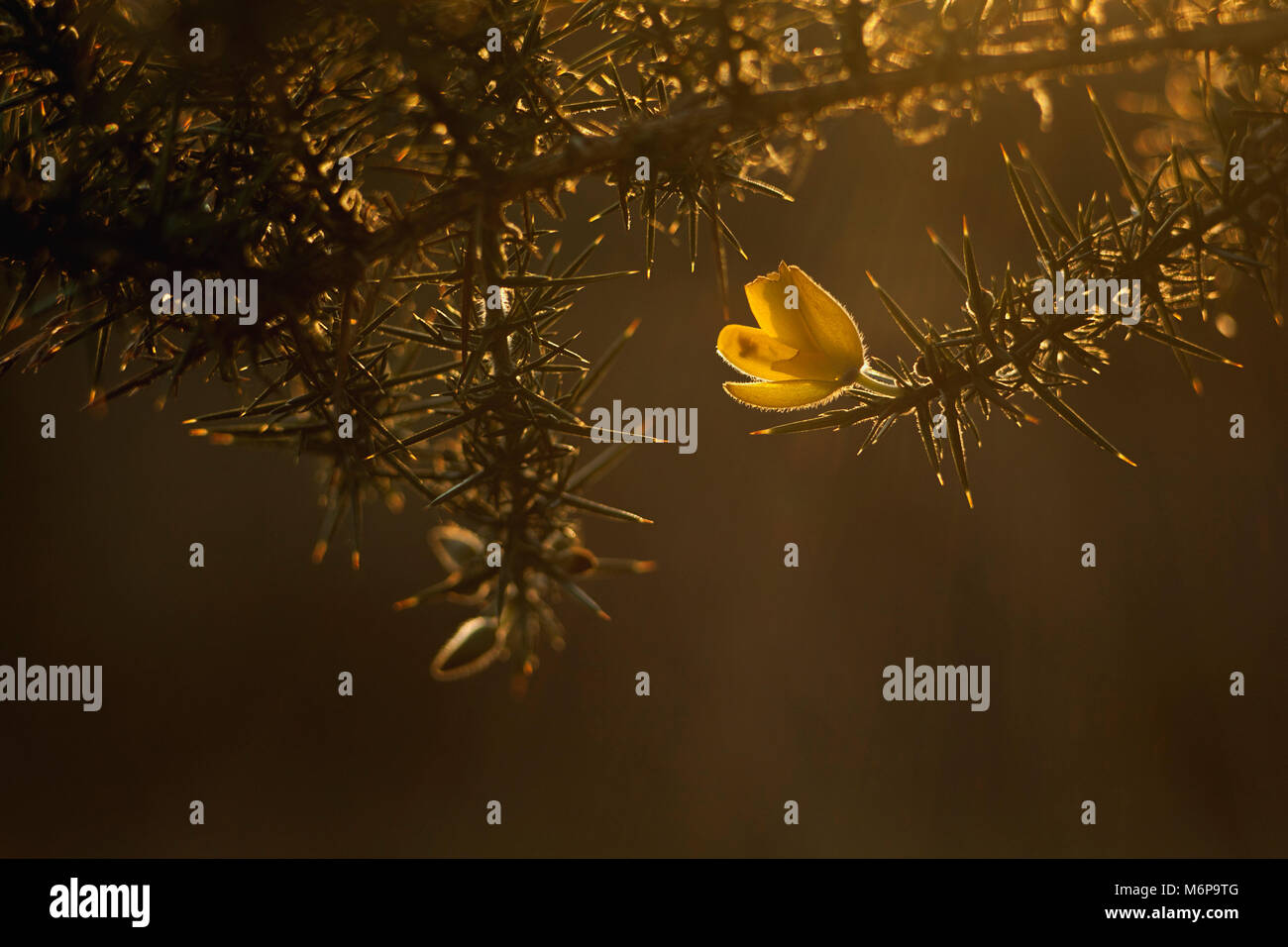 Backlit gorse flower hi-res stock photography and images - Alamy