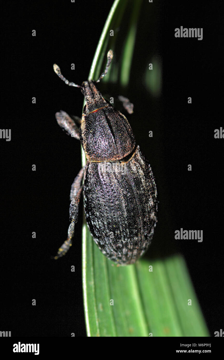 Black bug over the leaf Stock Photo - Alamy
