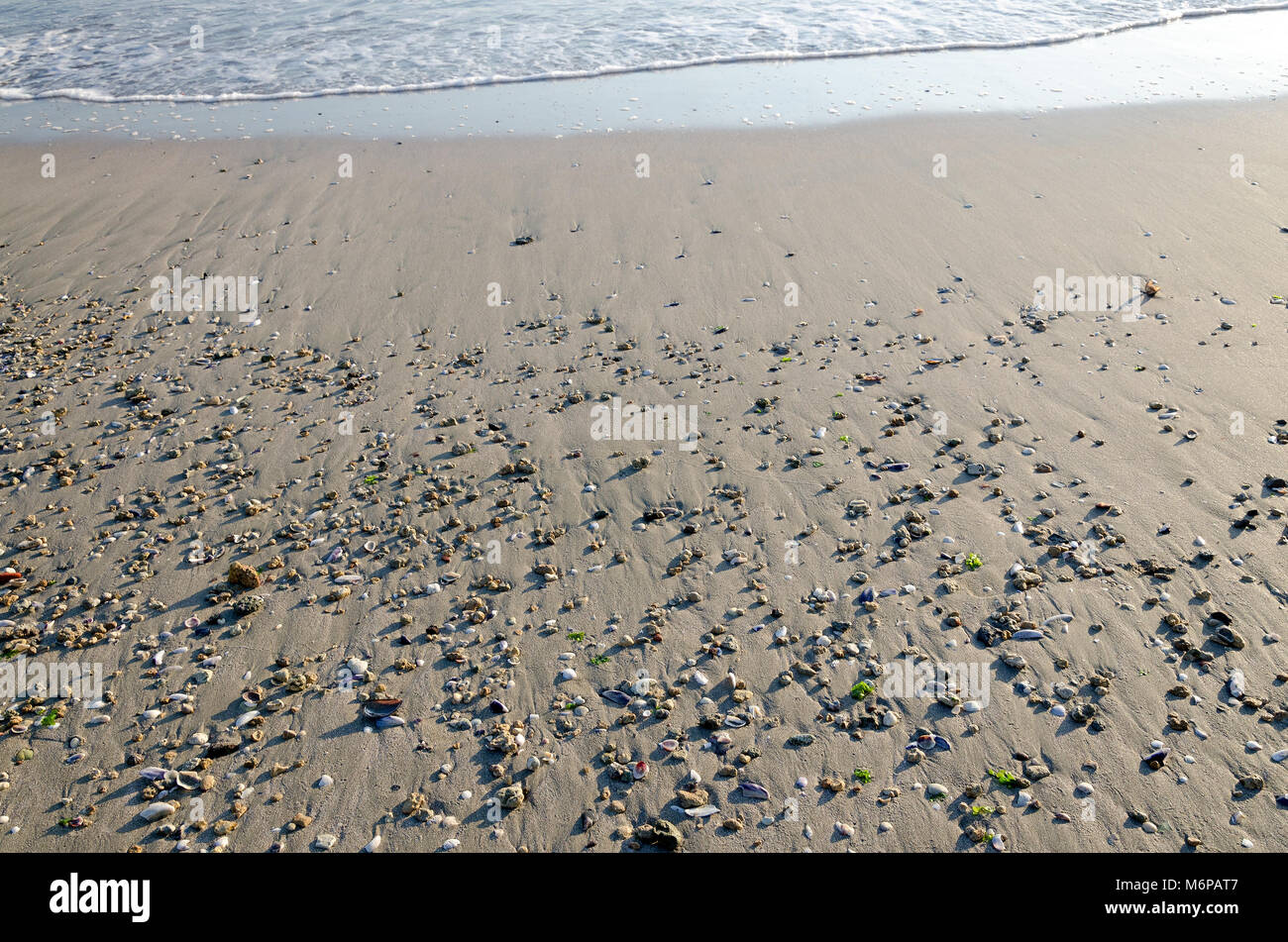 Empty seashells hi-res stock photography and images - Alamy