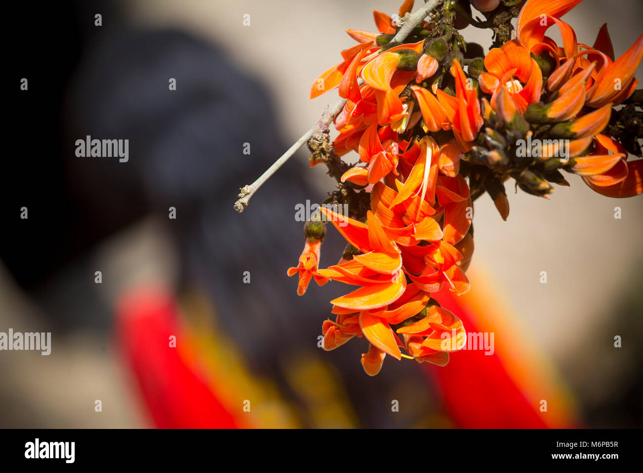 Palash flower giving advance messages: Spring is coming Stock Photo - Alamy