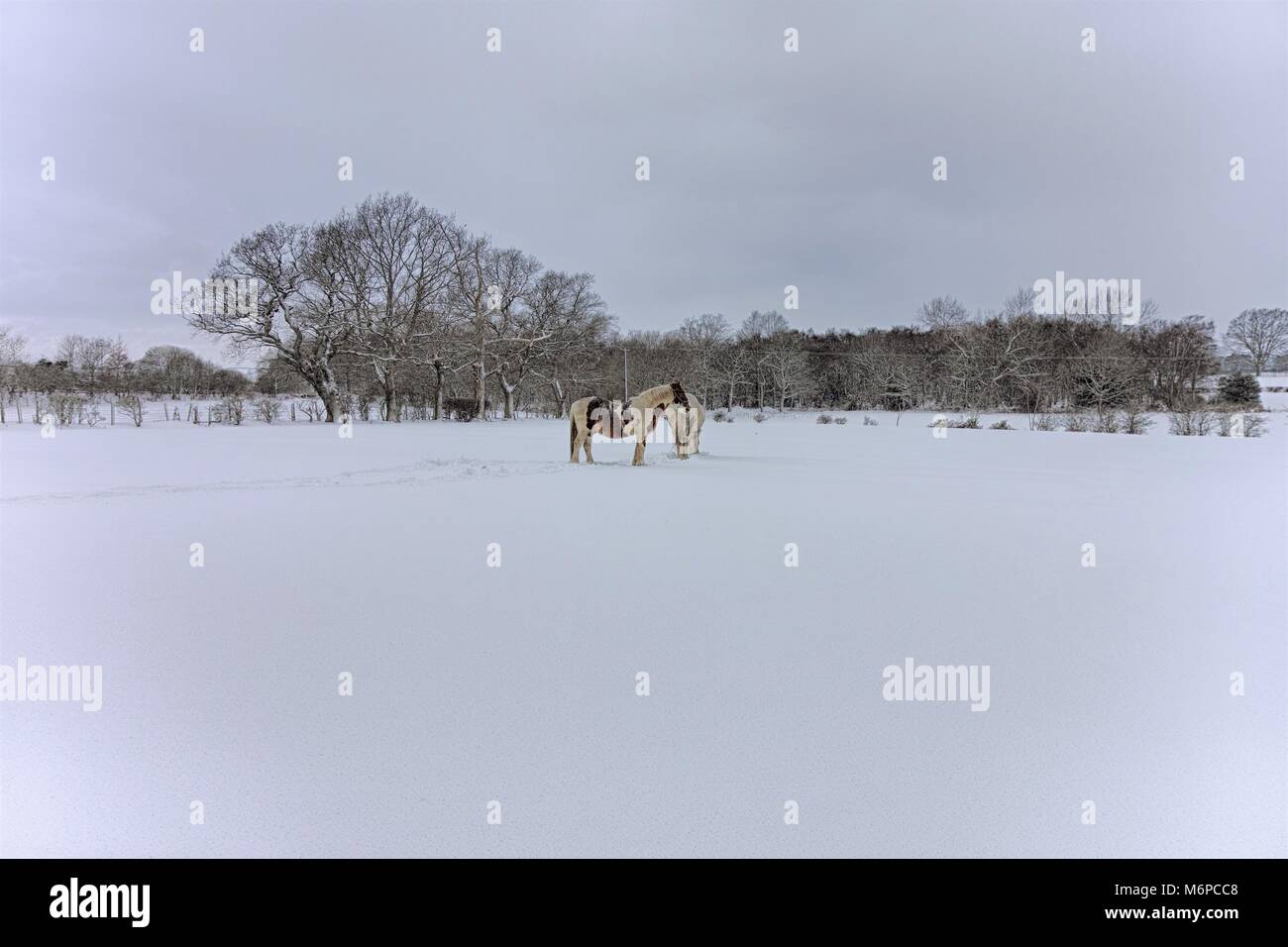 White mare hi-res stock photography and images - Alamy