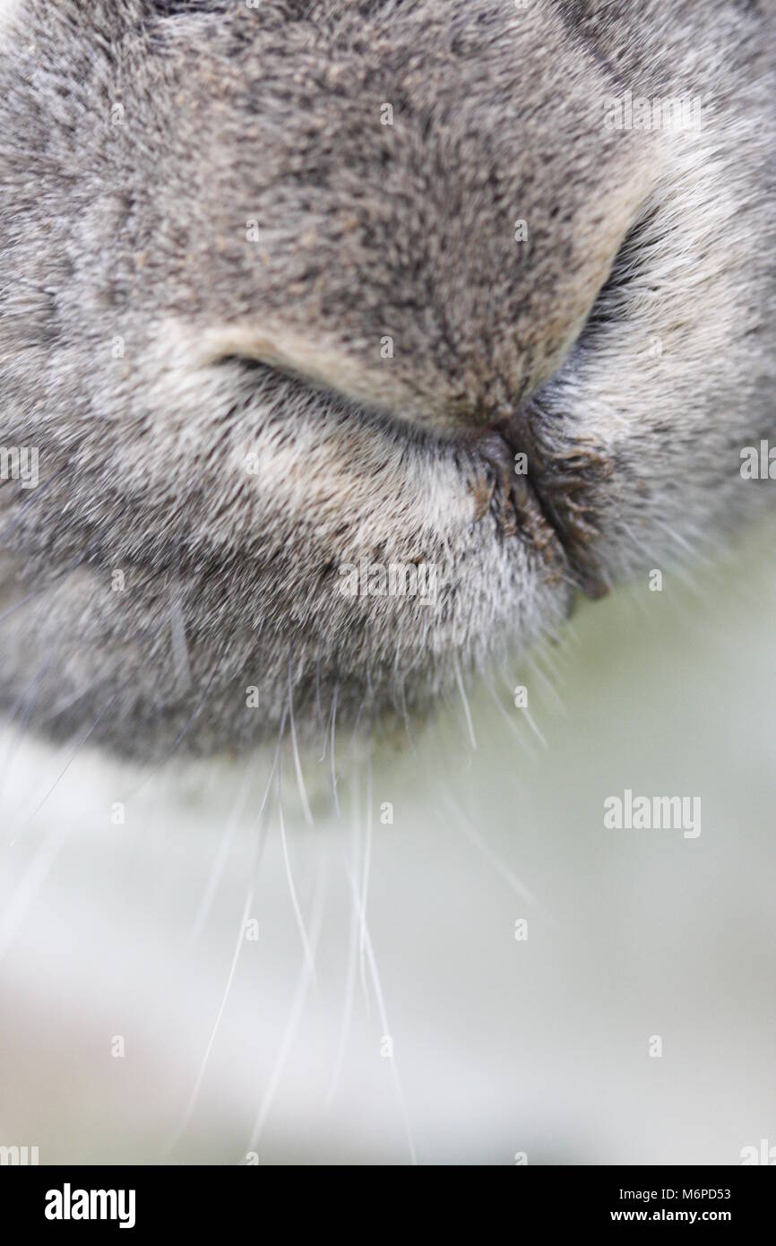 rabbit muzzle Stock Photo - Alamy