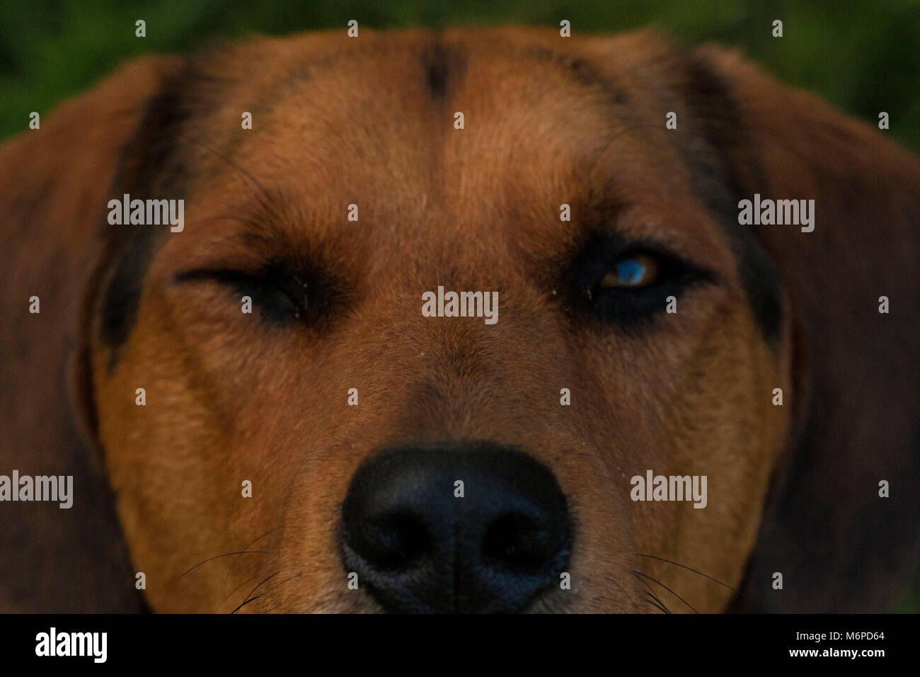 Dogy hi-res stock photography and images - Alamy