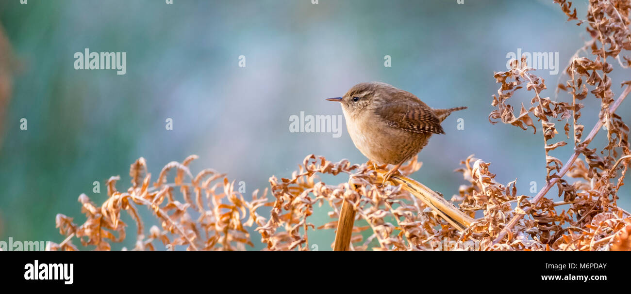 Wren on bracken, Autumn colours Stock Photo - Alamy