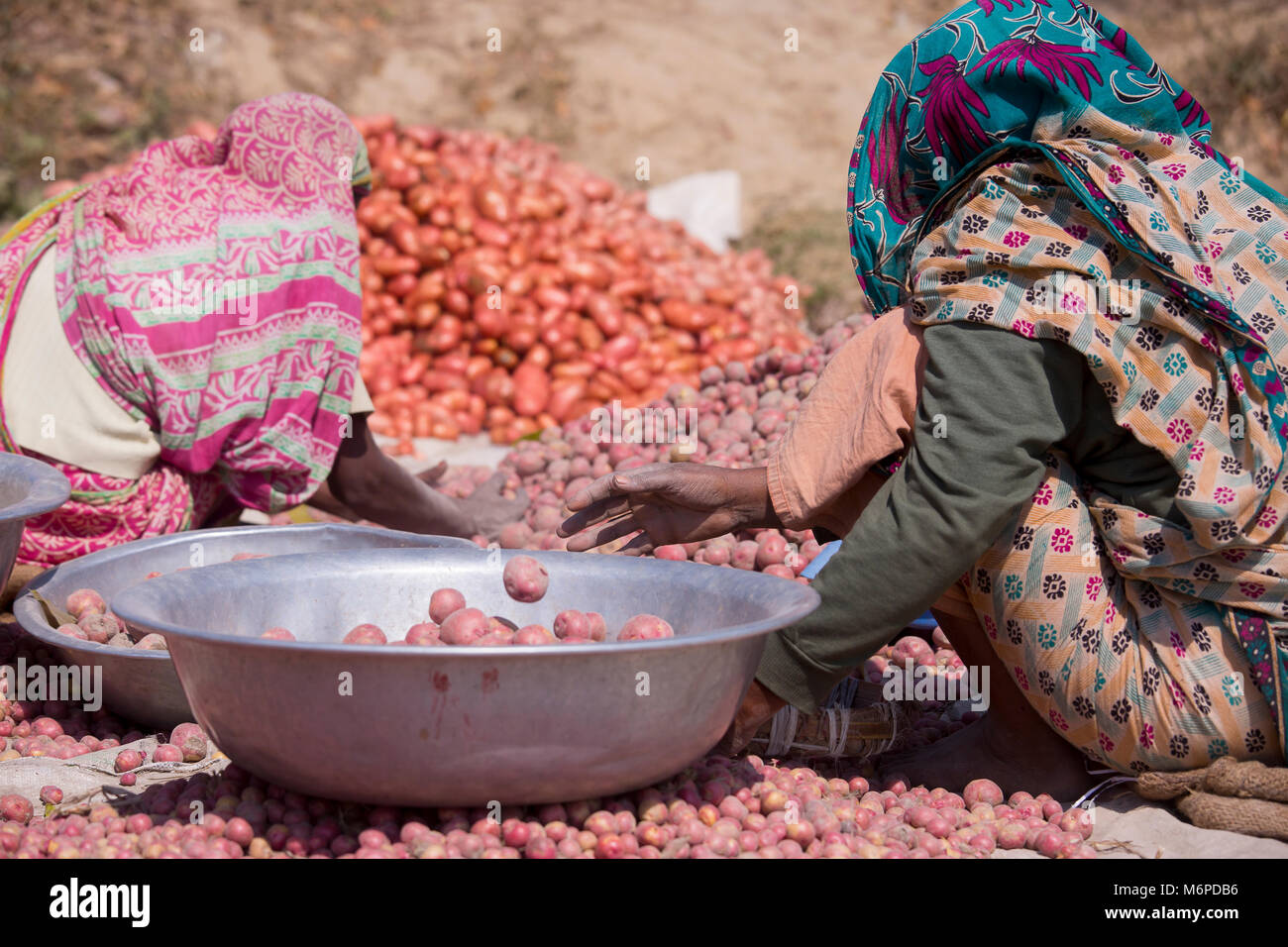 Two Men Harvesting Potatoes High Resolution Stock Photography and ...