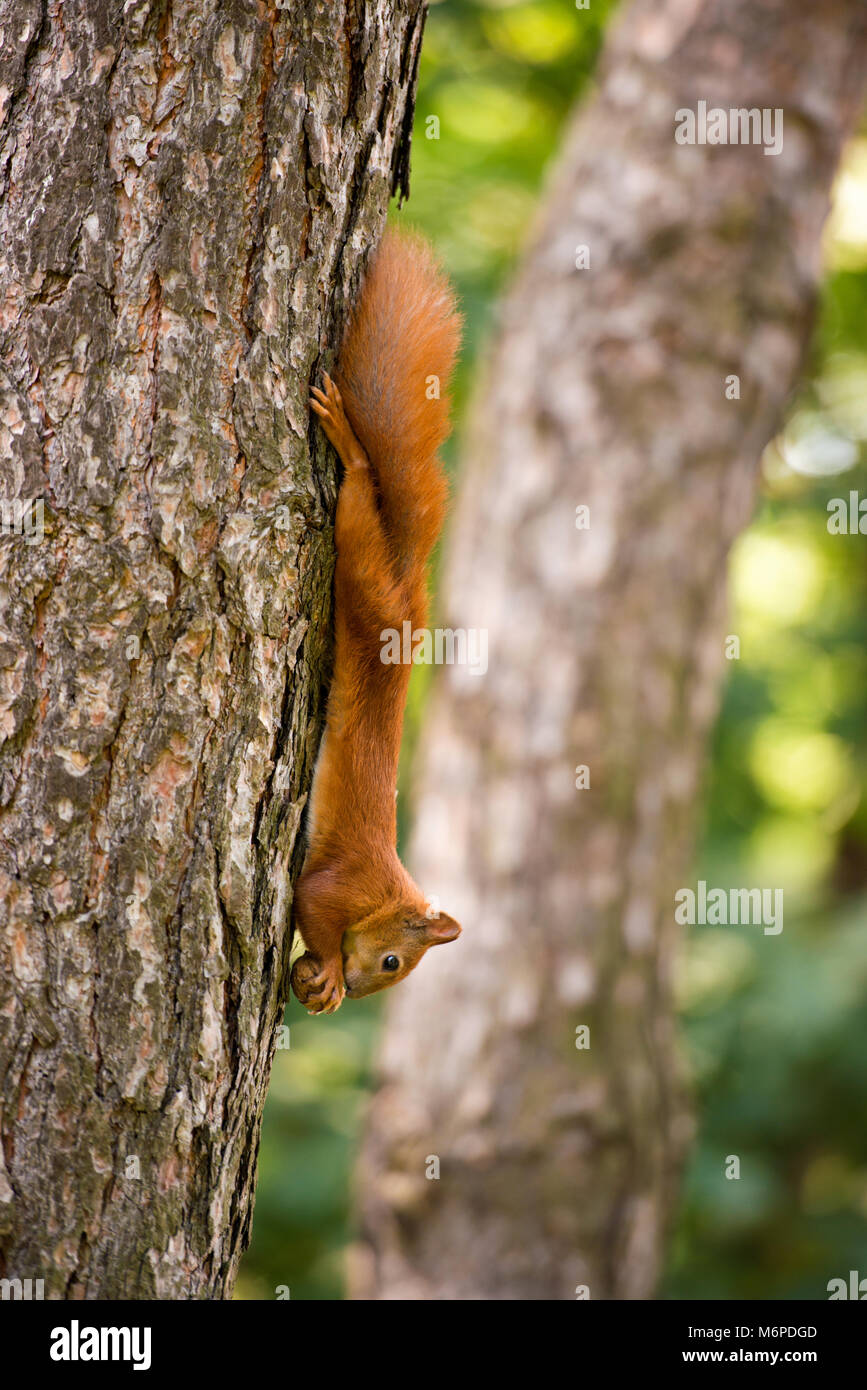 Red-haired squirrel hanging on a tree with a nut Stock Photo - Alamy