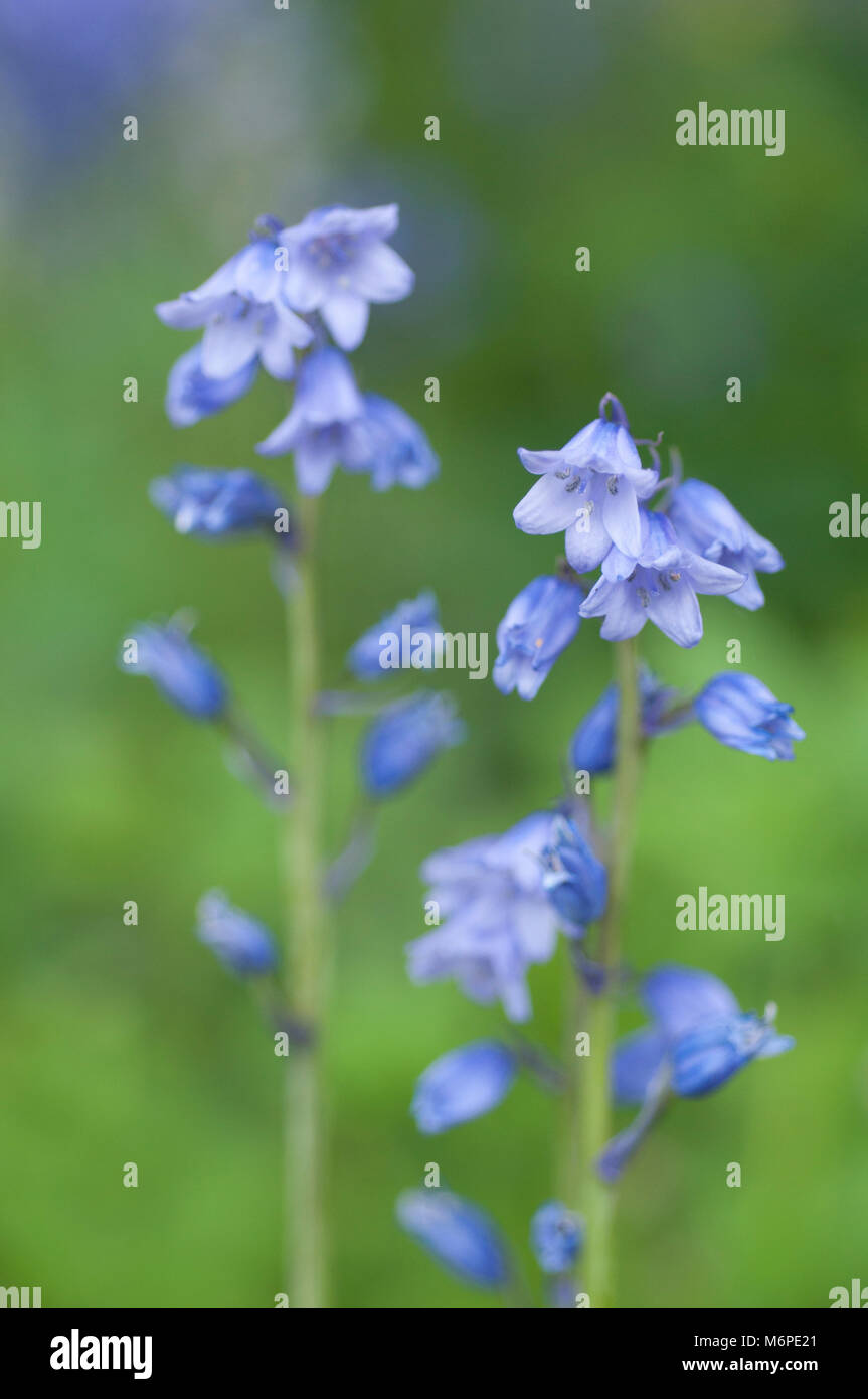 Closeup of Spanish bluebells (Hyacinthoides hispanica Stock Photo - Alamy