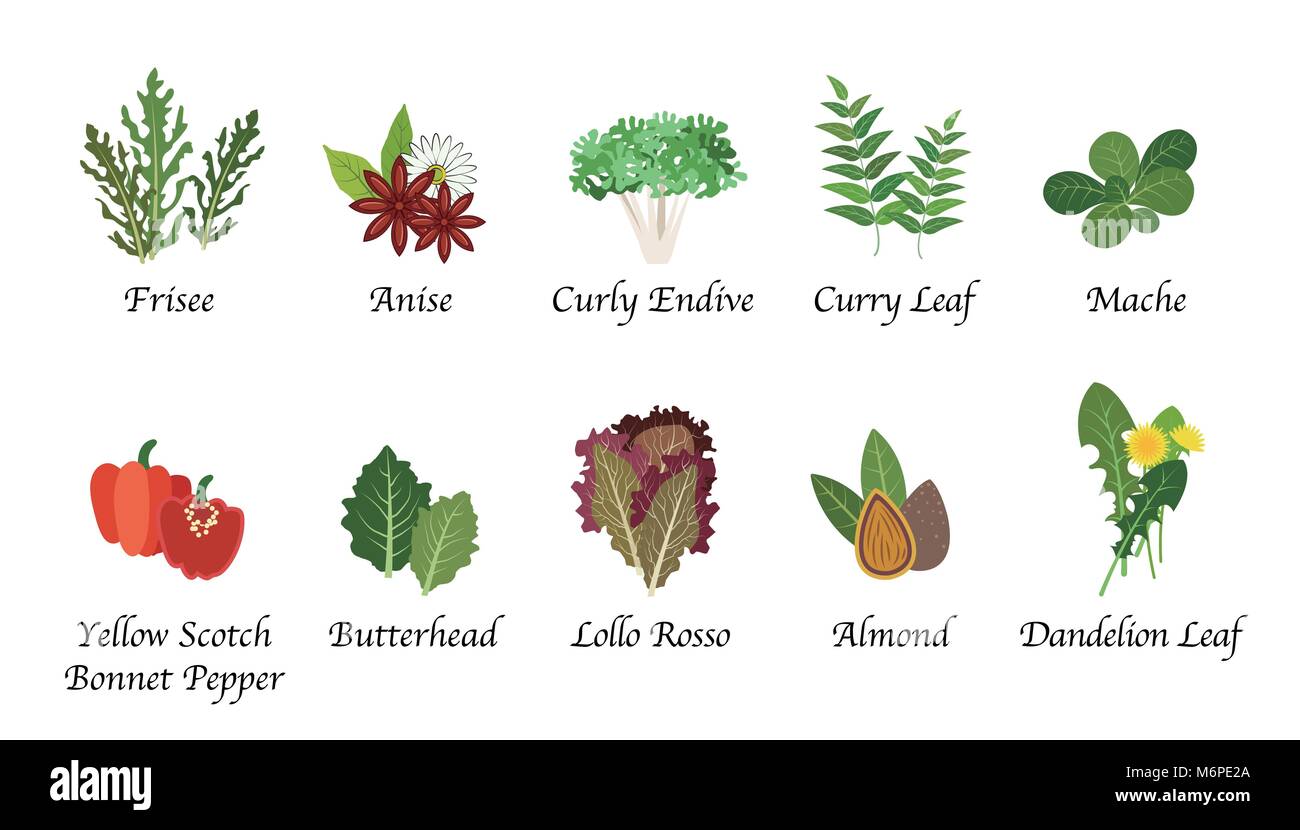 Organic nature health vegetable food spice isolated vector collection ...