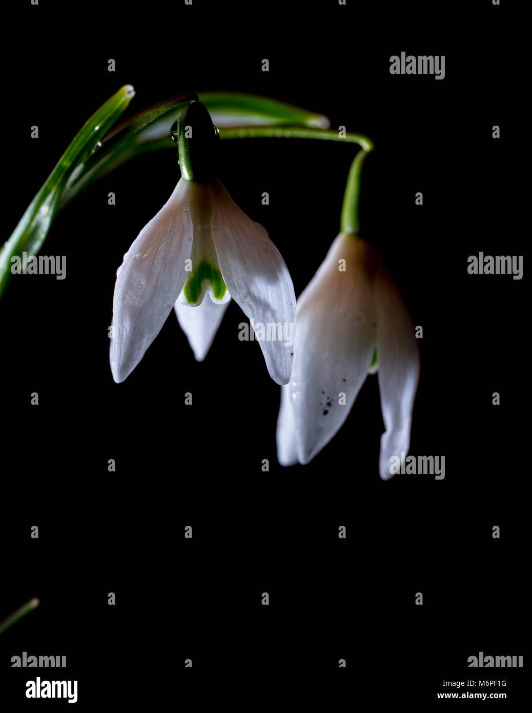 Snowdrop, macro, black background Stock Photo - Alamy
