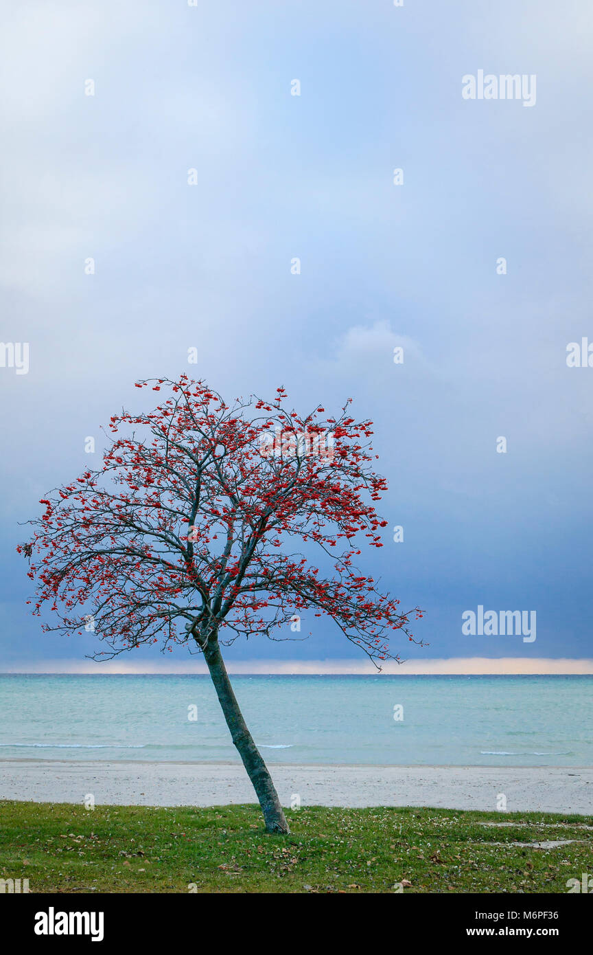 Crab apple tree on the waterfront of Lake ontario Stock Photo - Alamy
