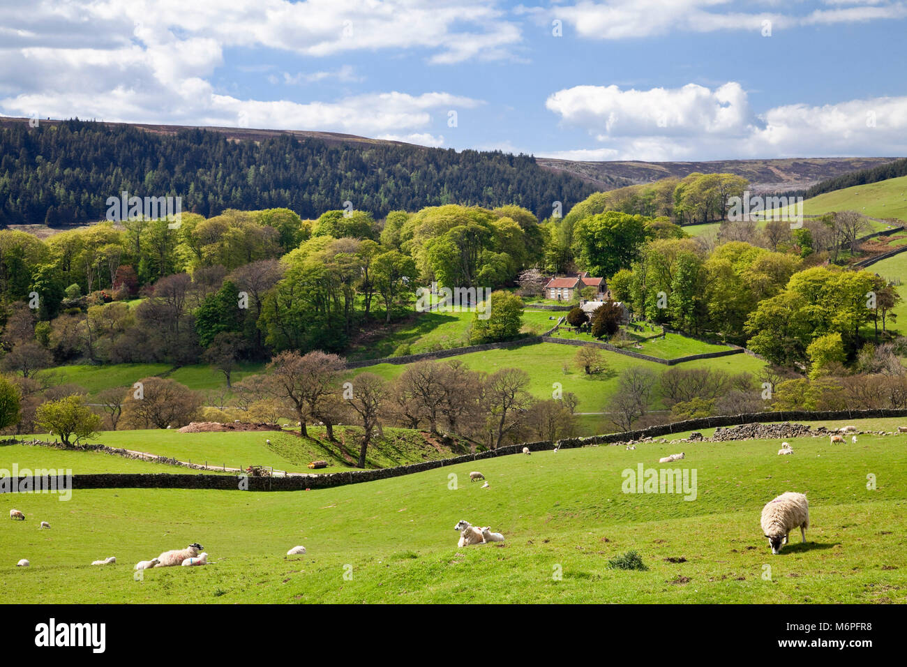 Cockayne, Bransdale in spring North York Moors North Yorkshire Stock ...