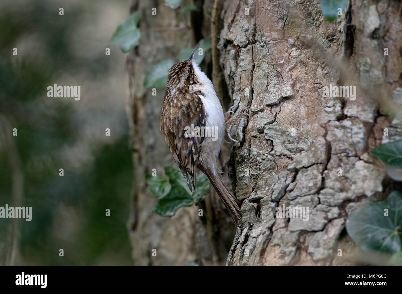 Eurasian treecreeper bird uk hi-res stock photography and images - Alamy