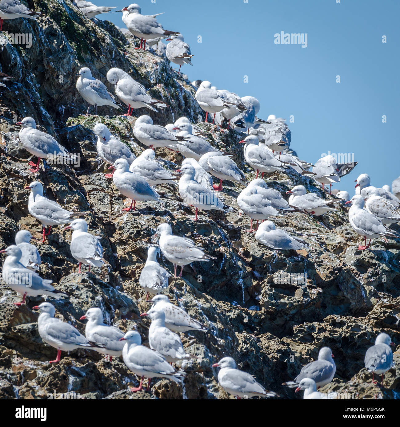 Kelp Gull Colony, Dunedin Harbour, New Zealand Stock Photo - Alamy