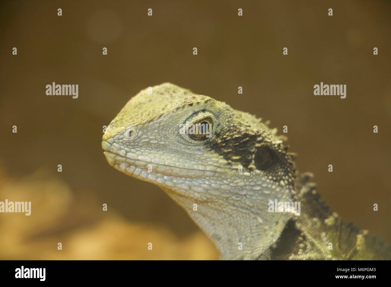 Head Shot of New Zealand Lizard Stock Photo - Alamy