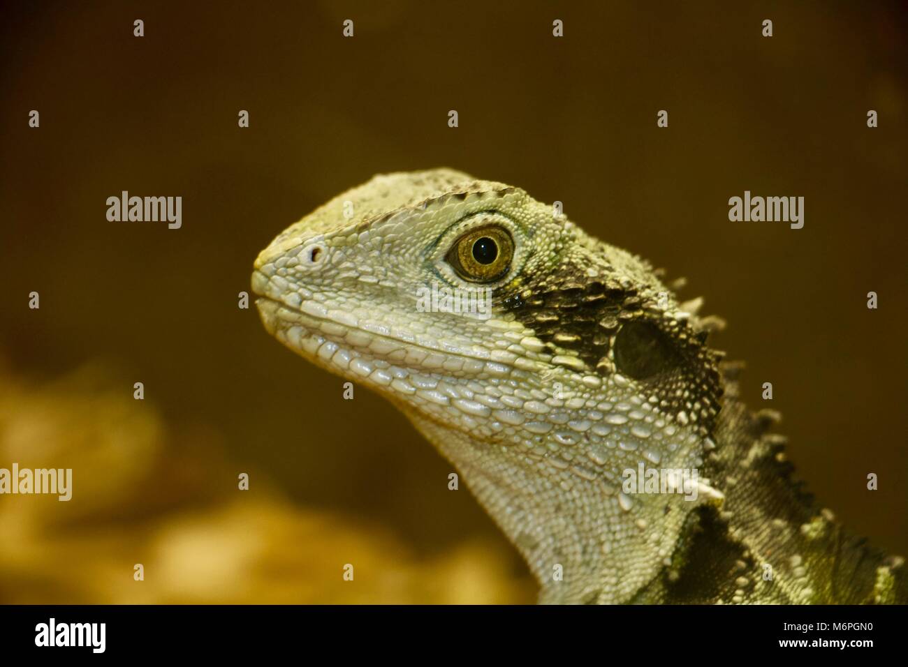 Head Shot of New Zealand Lizard Stock Photo - Alamy