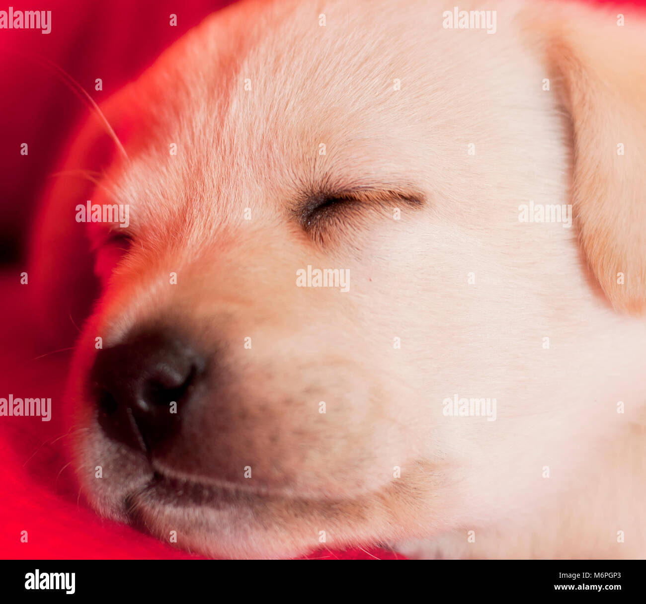 A little puppy with a red background Stock Photo - Alamy