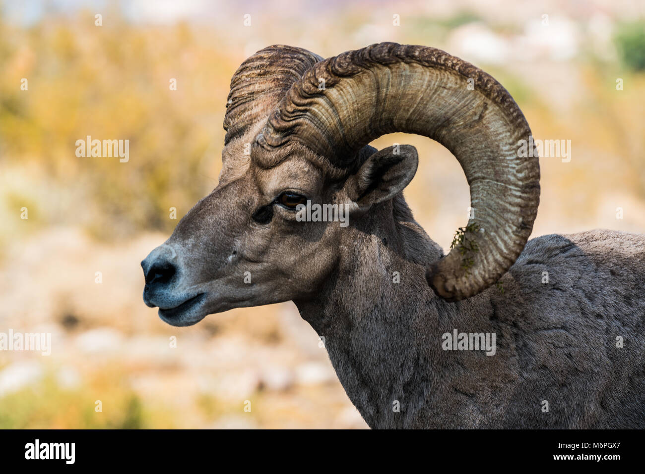 Sheep in the big city hi-res stock photography and images - Alamy