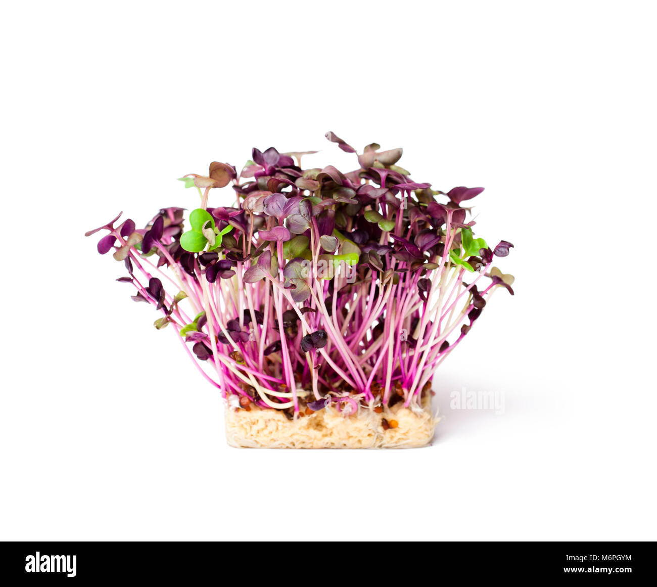 Radish Cress High Resolution Stock Photography and Images - Alamy