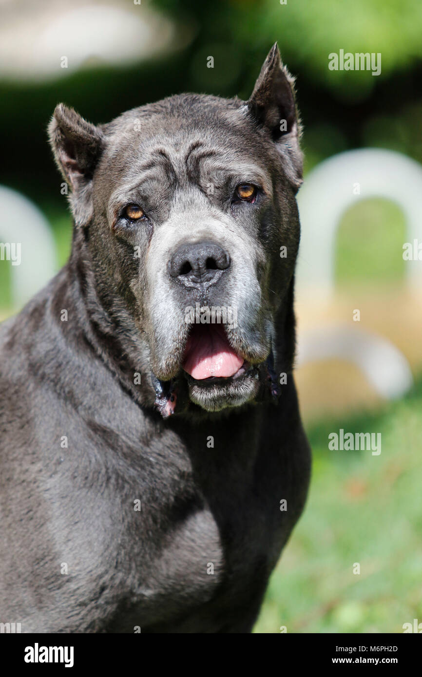 Cane Corso Black Angry