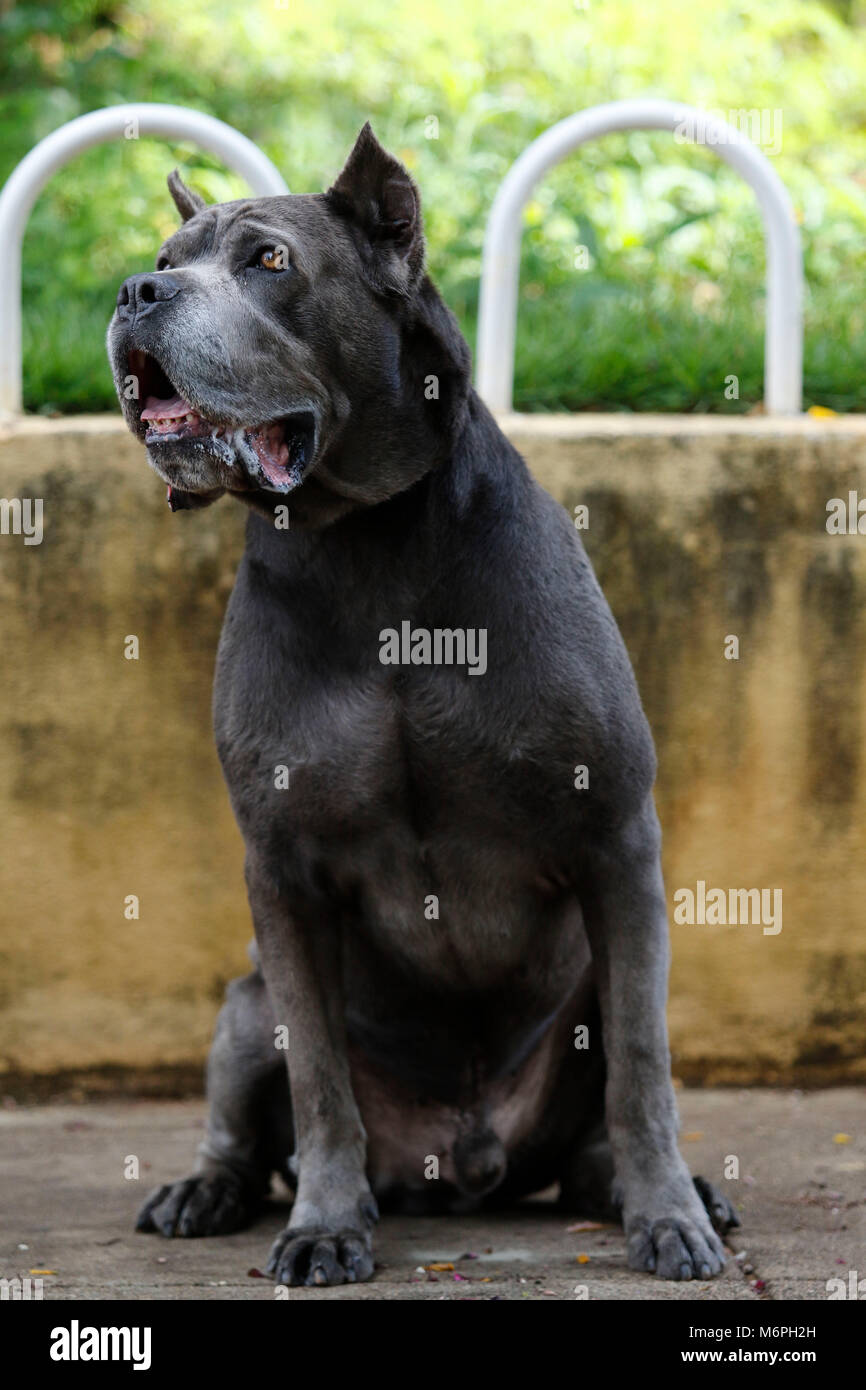 Dog of the Cane Corso race of adult age in haughty pose Stock Photo - Alamy