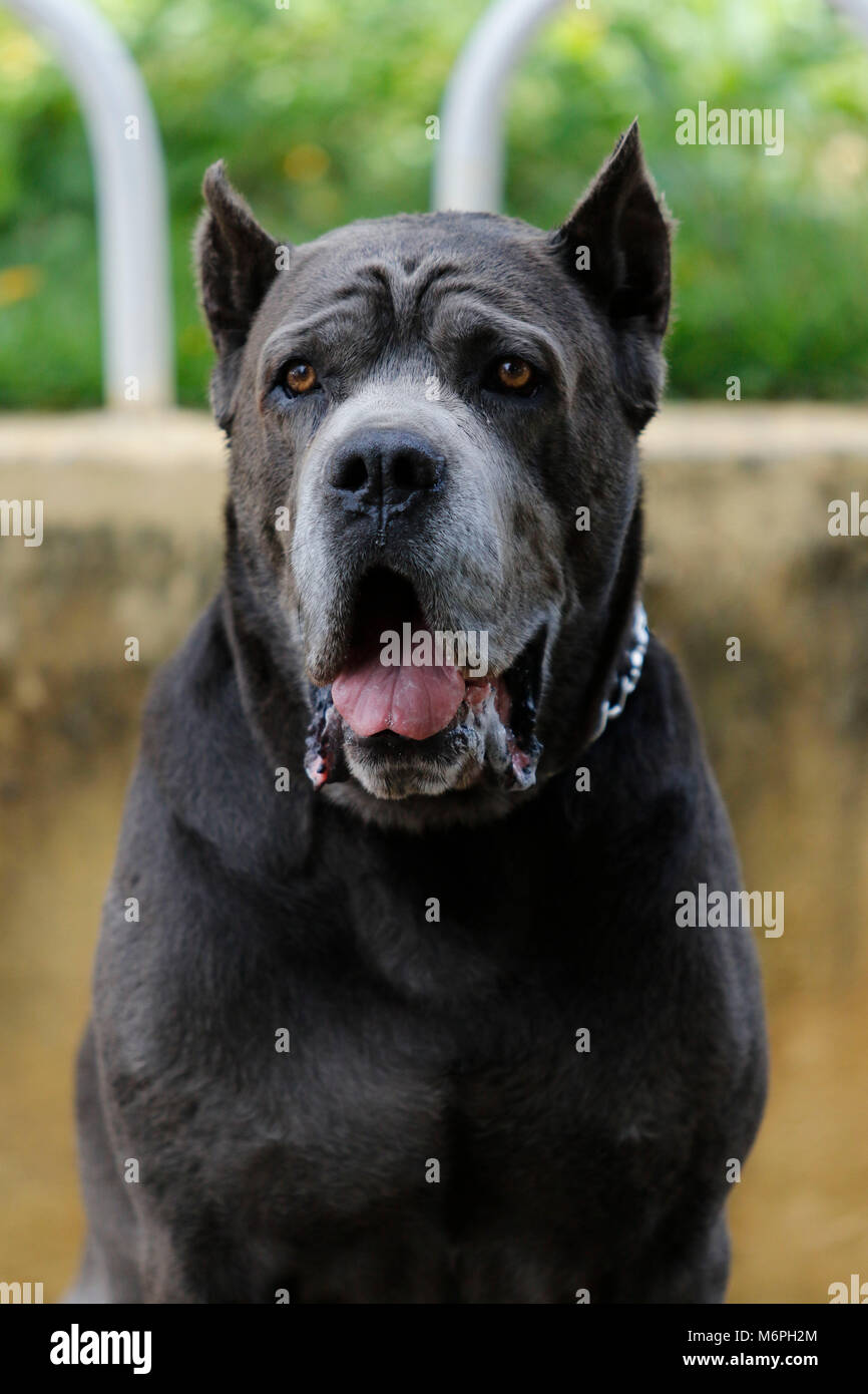 Dog of the Cane Corso race of adult age in haughty pose Stock Photo - Alamy