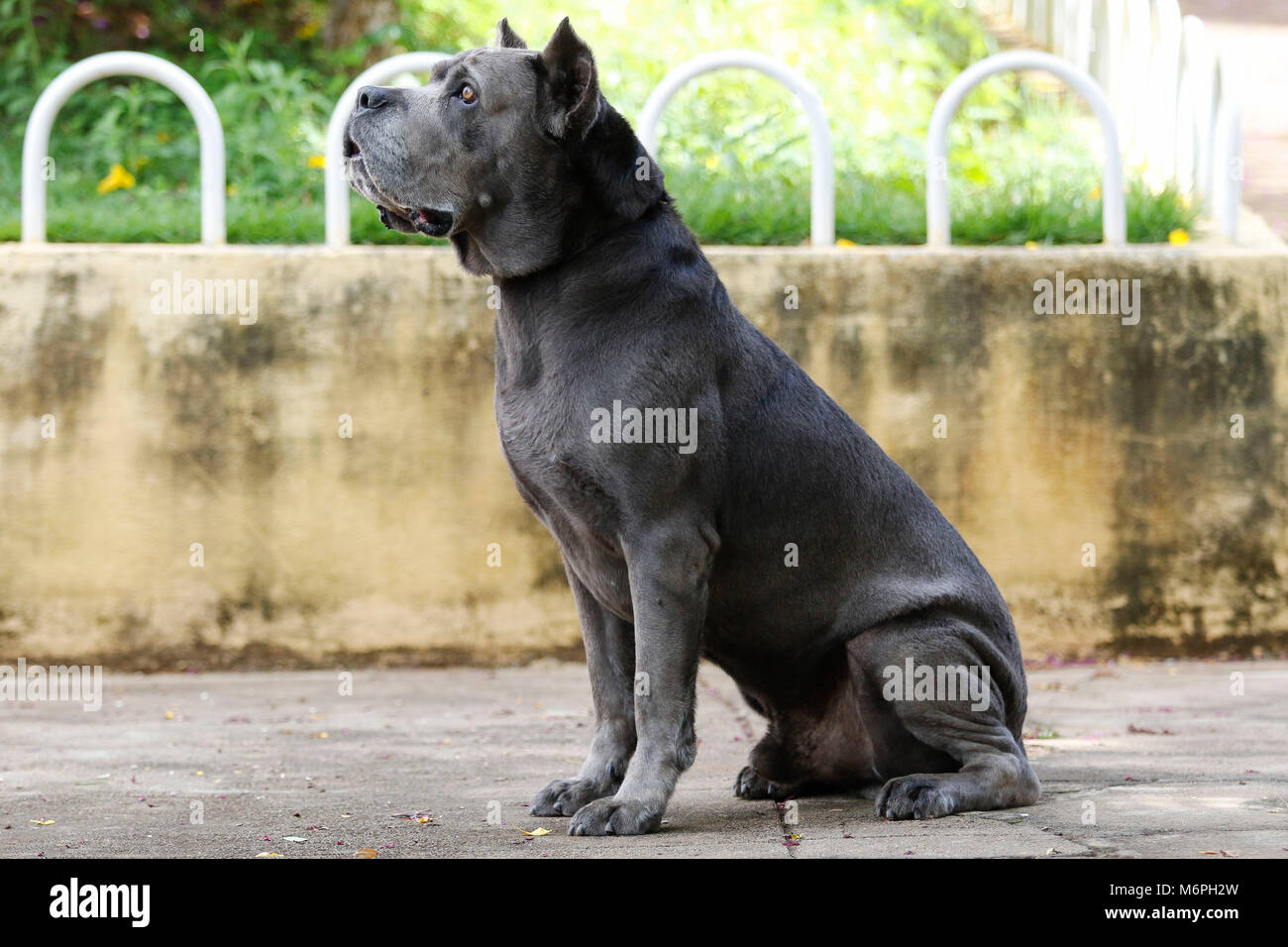 Dog of the Cane Corso race of adult age in haughty pose Stock Photo - Alamy