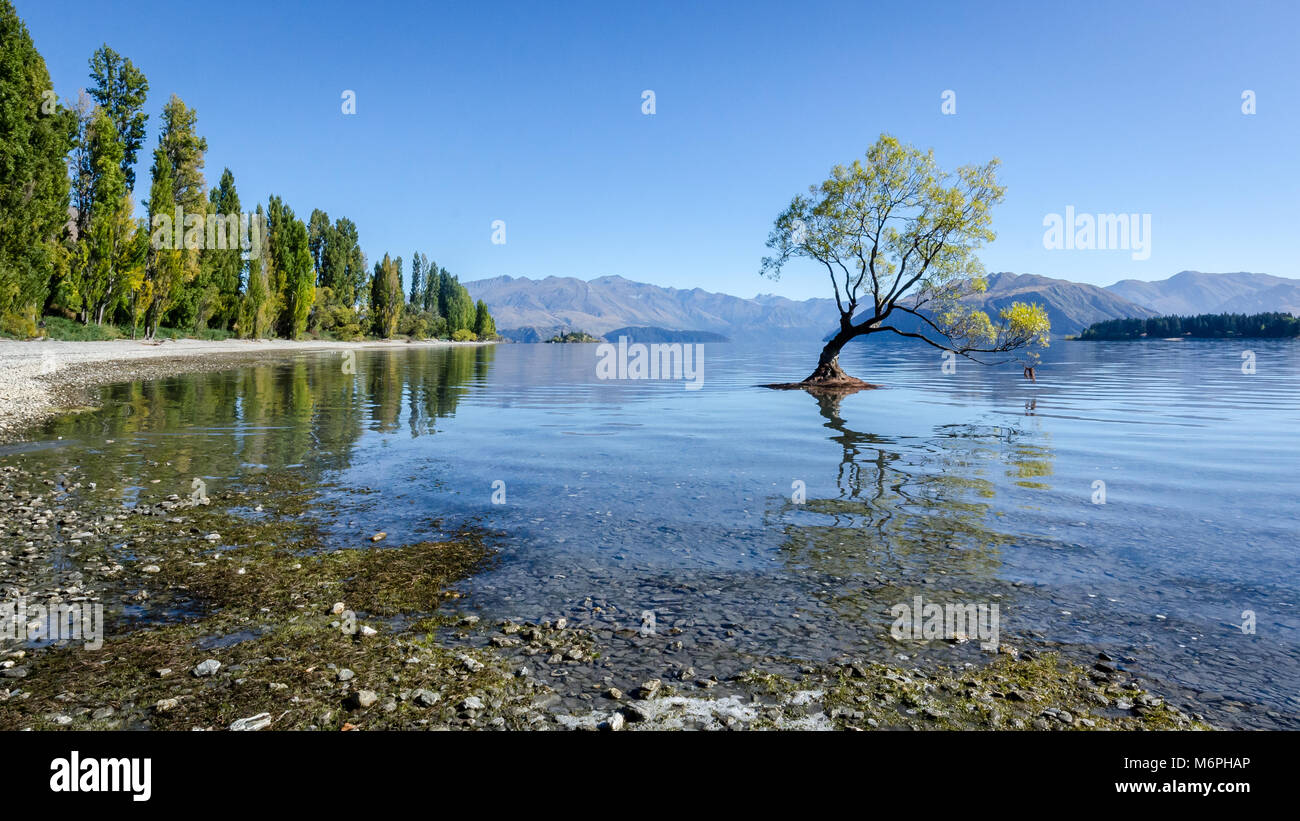 Lone Tree in Lake Wanaka, South Island, New Zealand Stock Photo - Alamy