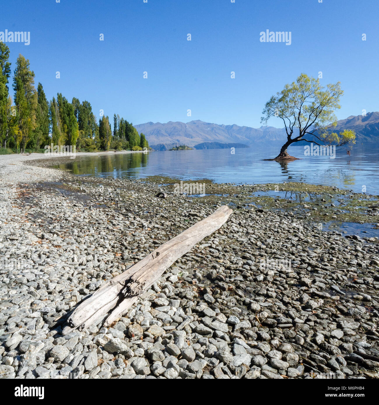 Lake wanaka new zealand tree hi-res stock photography and images - Alamy