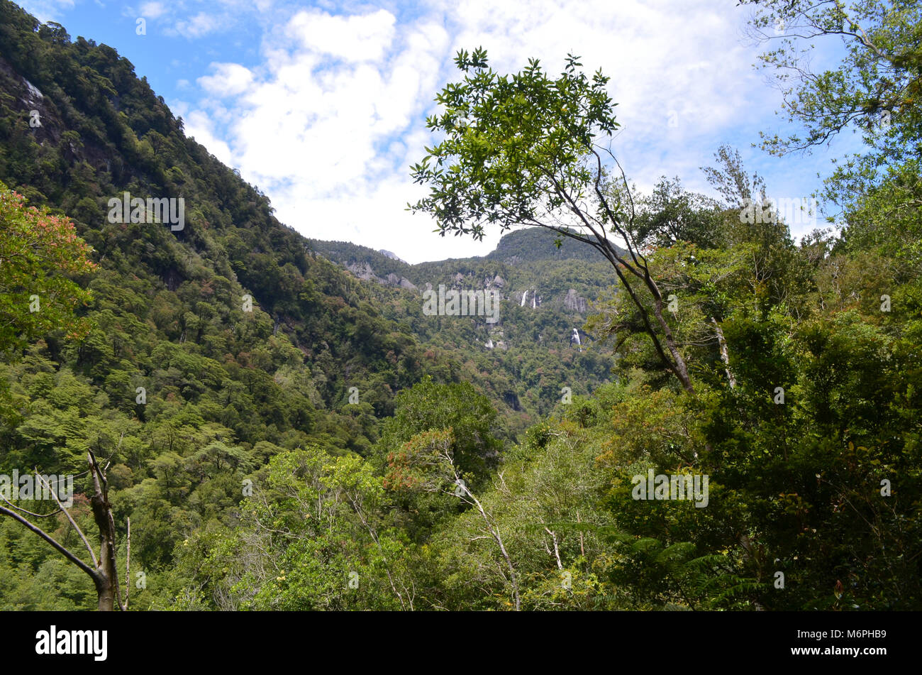 Nothofagus Forests In Argentina High Resolution Stock Photography and ...