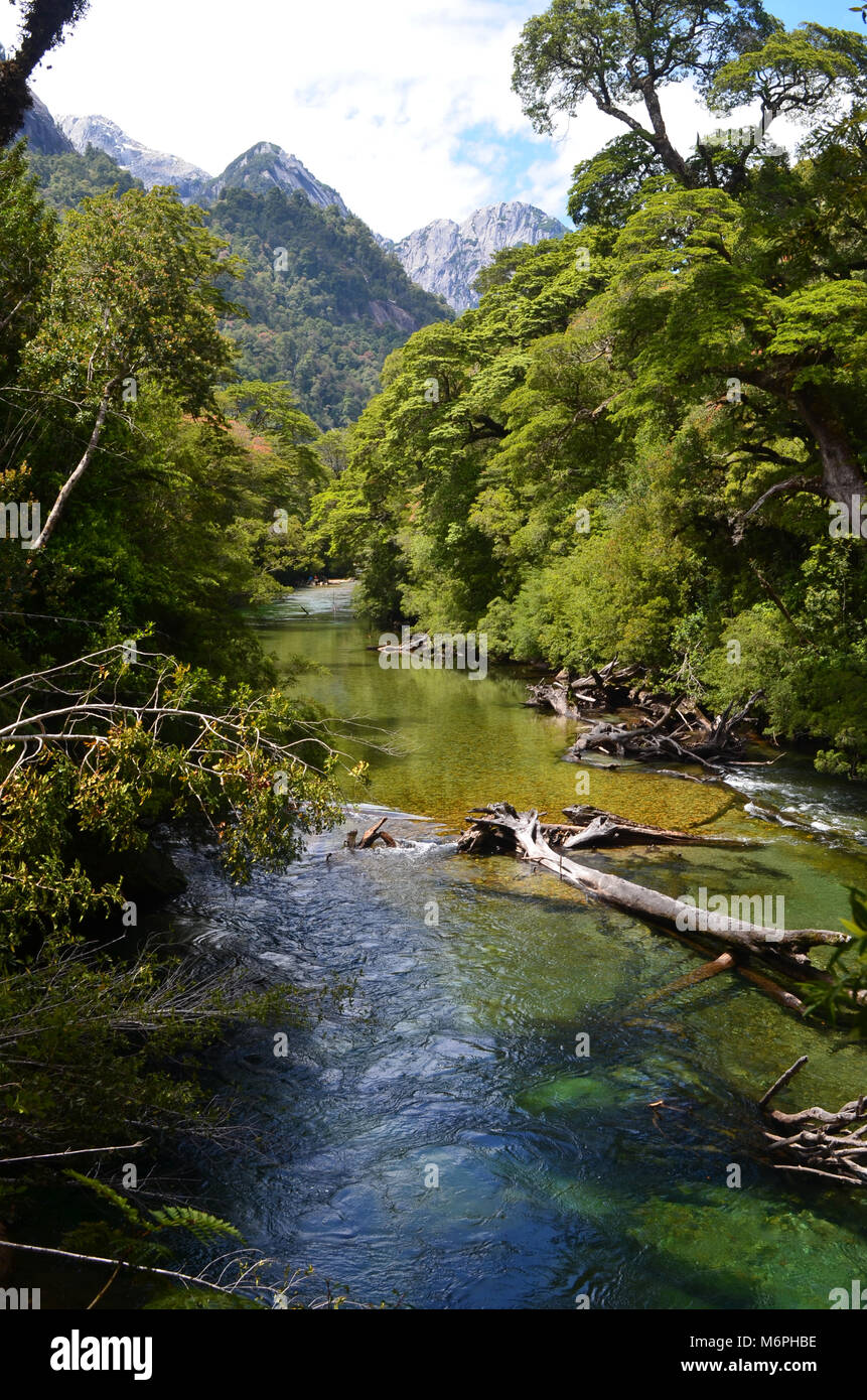 Nothofagus forests in argentina hi-res stock photography and images - Alamy