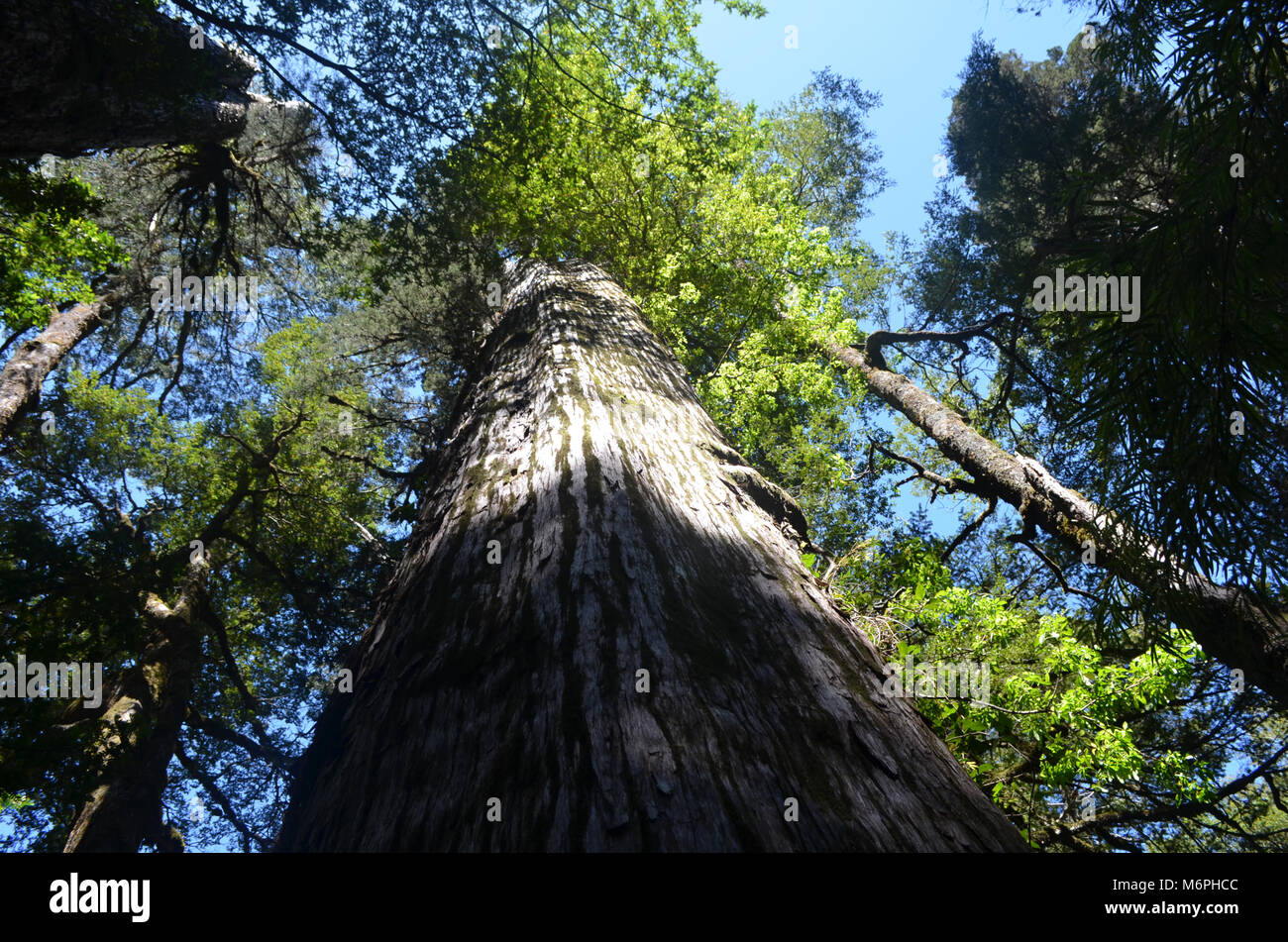 Fitzroya cupressoides hi-res stock photography and images - Alamy