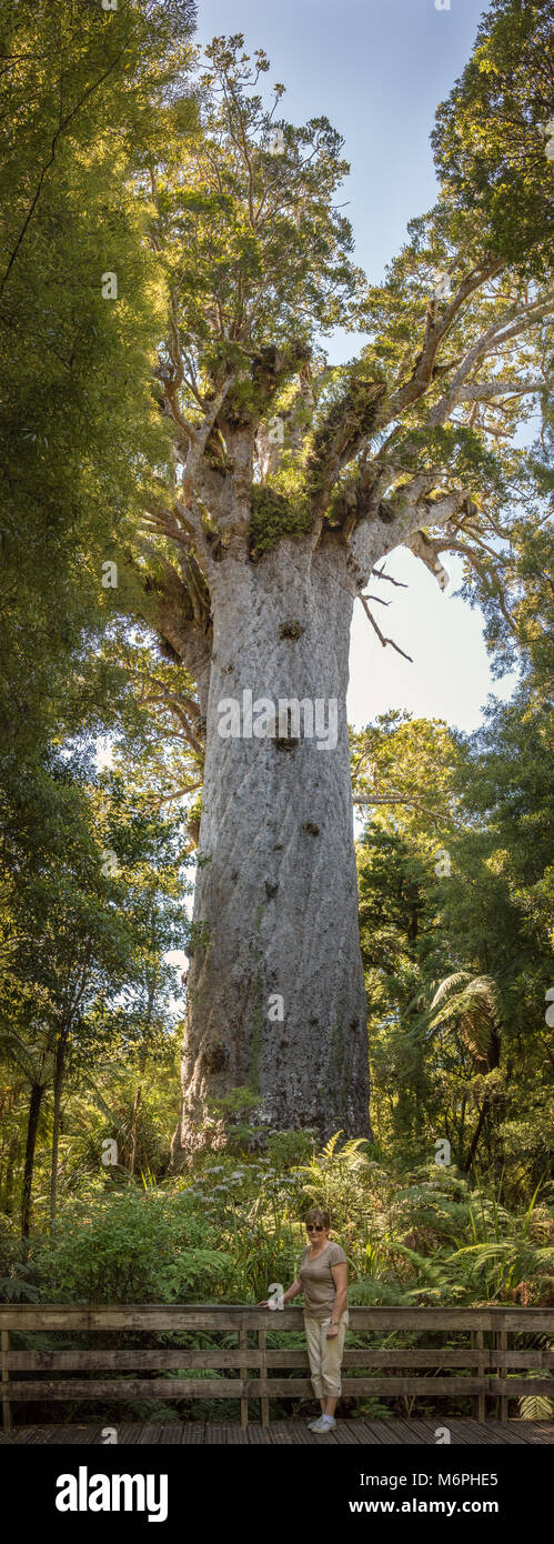 Tane mahuta hi-res stock photography and images - Alamy