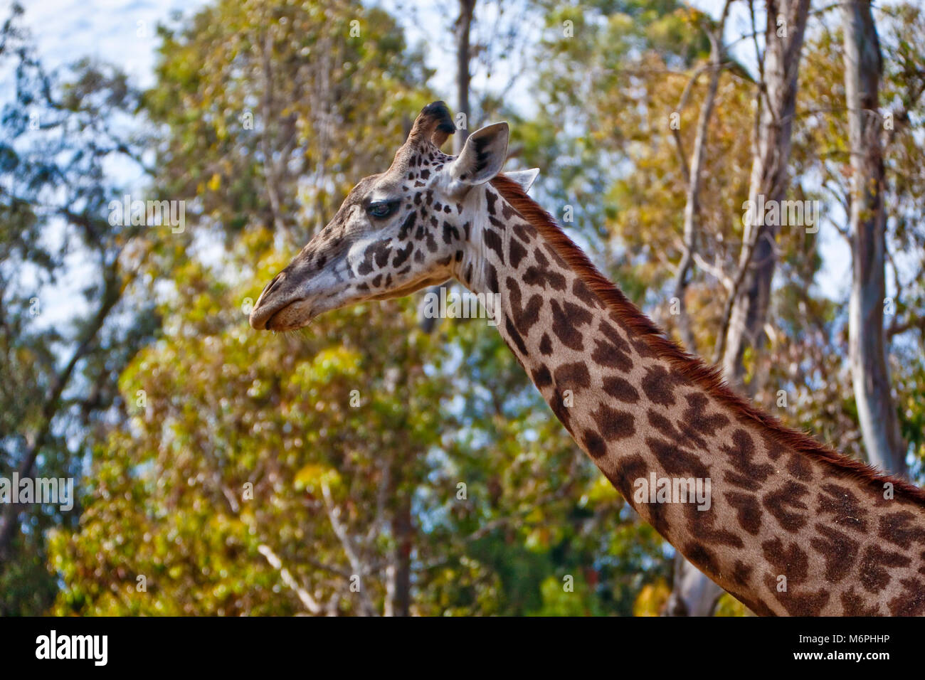 Masai giraffe,Giraffa camelopardalis tippelskirchi Stock Photo - Alamy