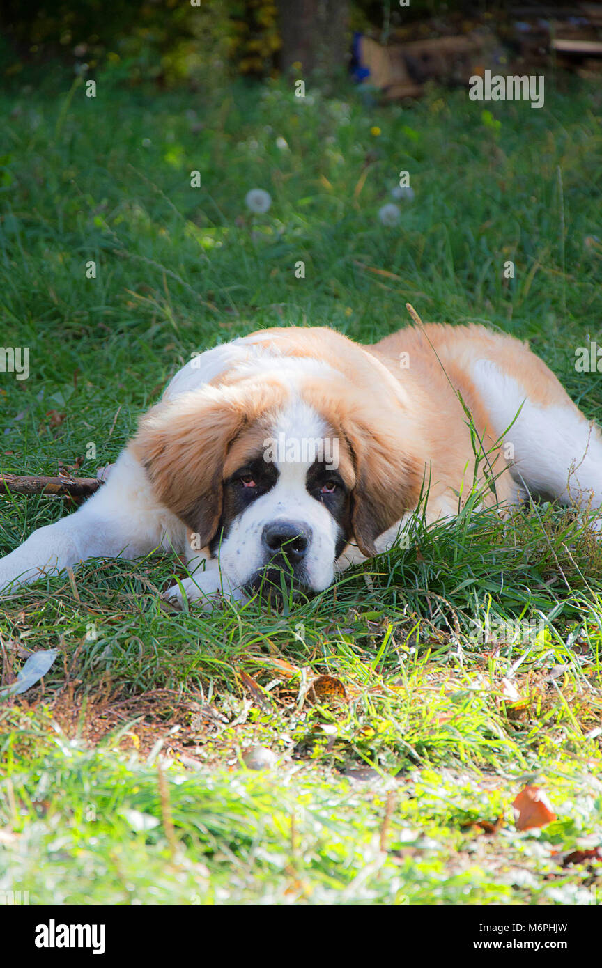 What Are Good Outside Dogs