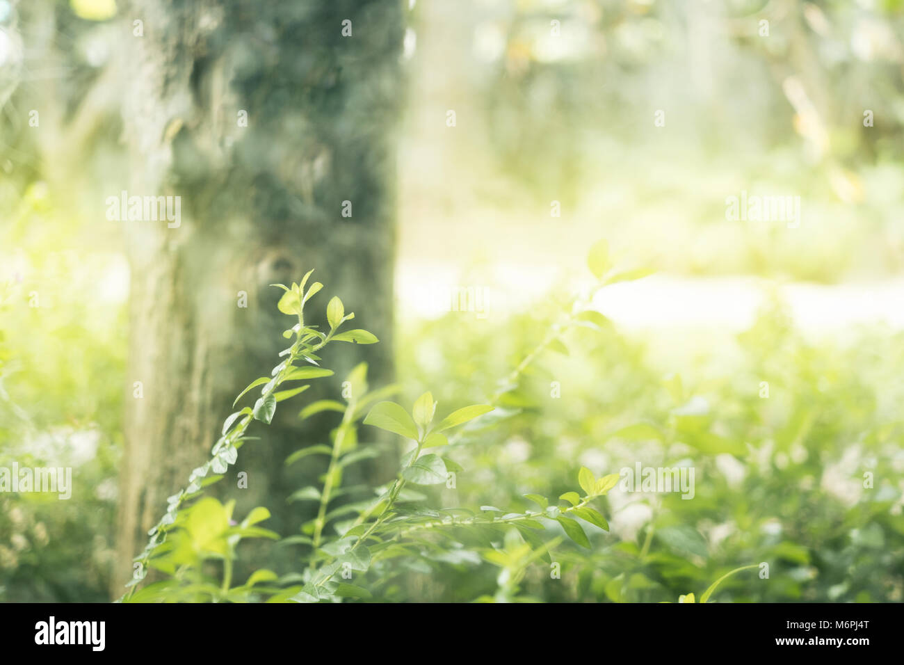 Beautiful nature background on daylight Stock Photo - Alamy