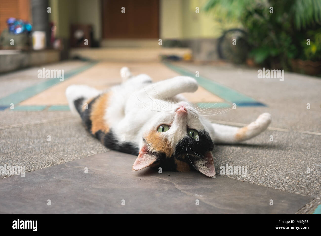 Three colors cat turning face up while looking at camera and lying on ...