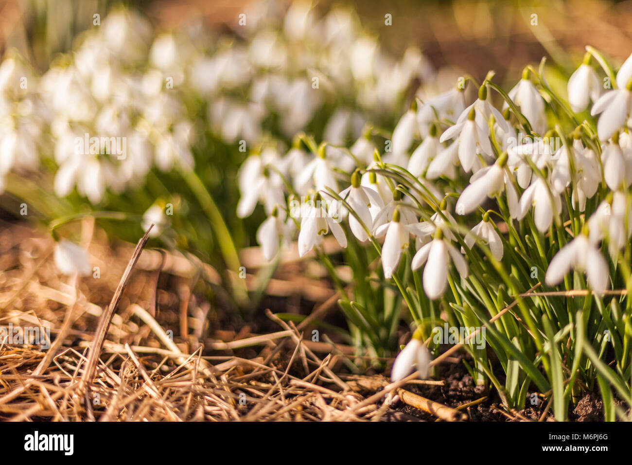 Snowdrops Growing in a garden Stock Photo - Alamy