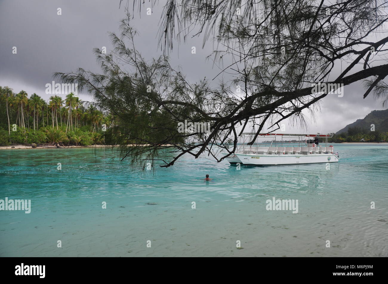 Moorea lagoon rays hi-res stock photography and images - Alamy