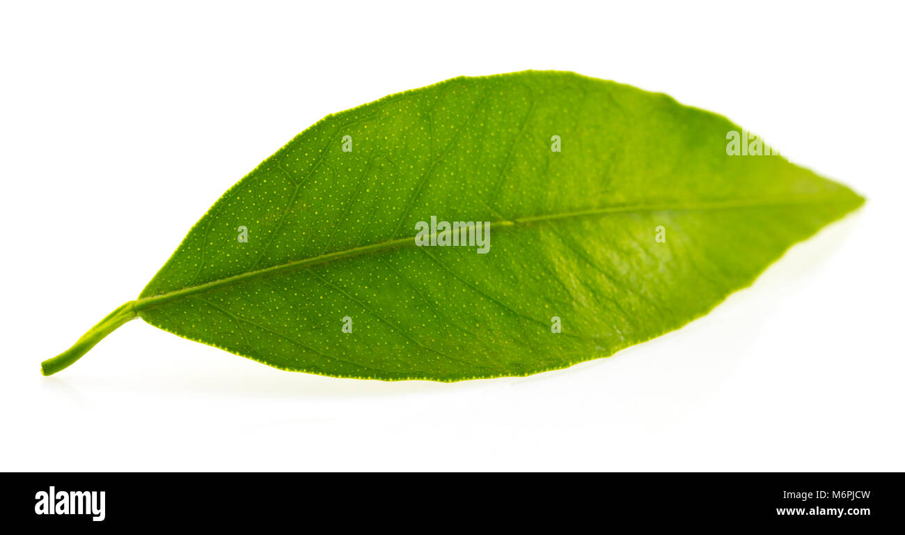 Flat a green leaf of citrus-tree. Isolated on white background. Close ...