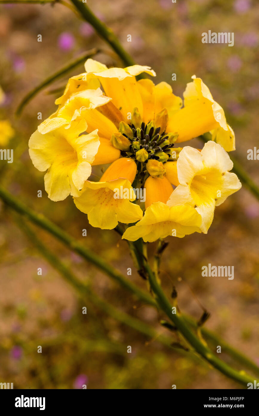 Flor de chile hi-res stock photography and images - Alamy