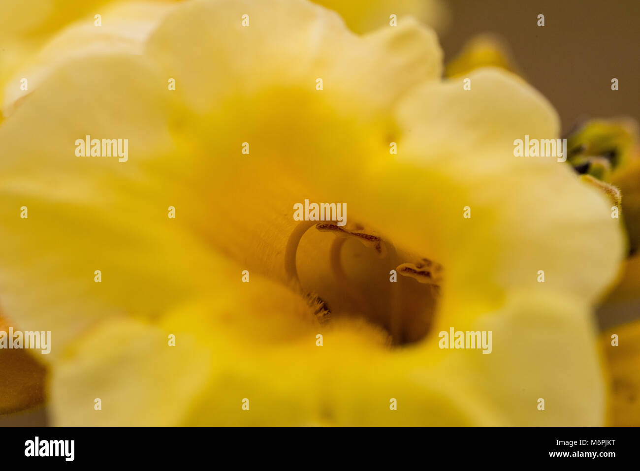 Flor de chile hi-res stock photography and images - Alamy