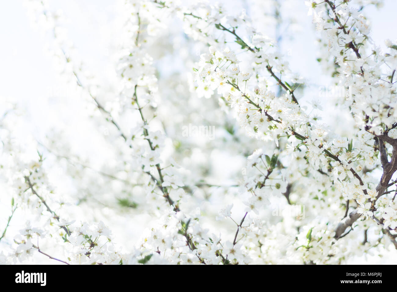 White blossom in spring. Beautiful background Stock Photo - Alamy