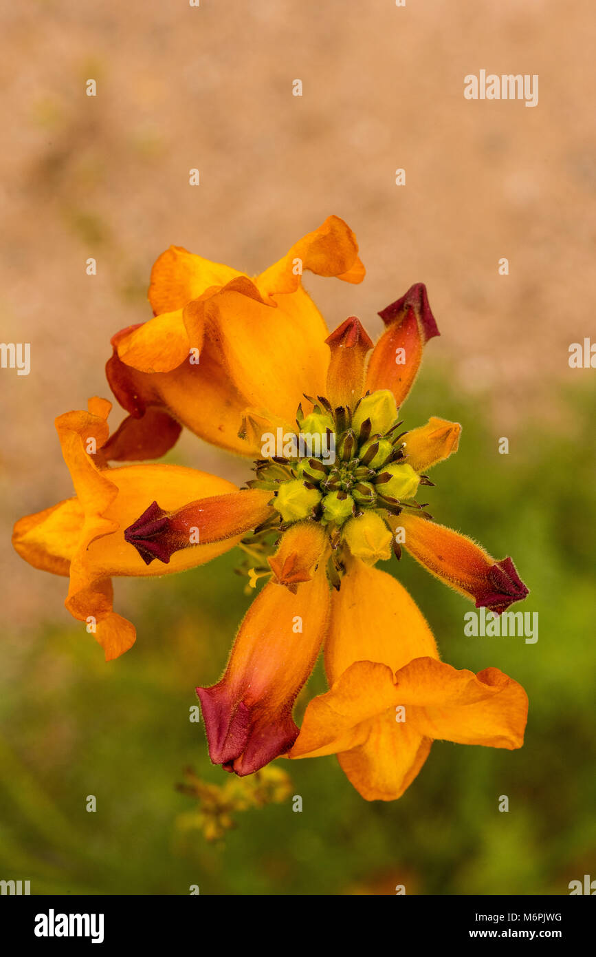 Flor de chile hi-res stock photography and images - Alamy