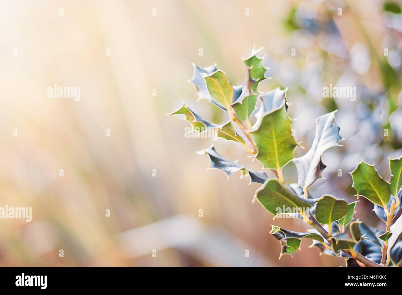 Detail of Branch with Holly Leaves Stock Photo - Alamy