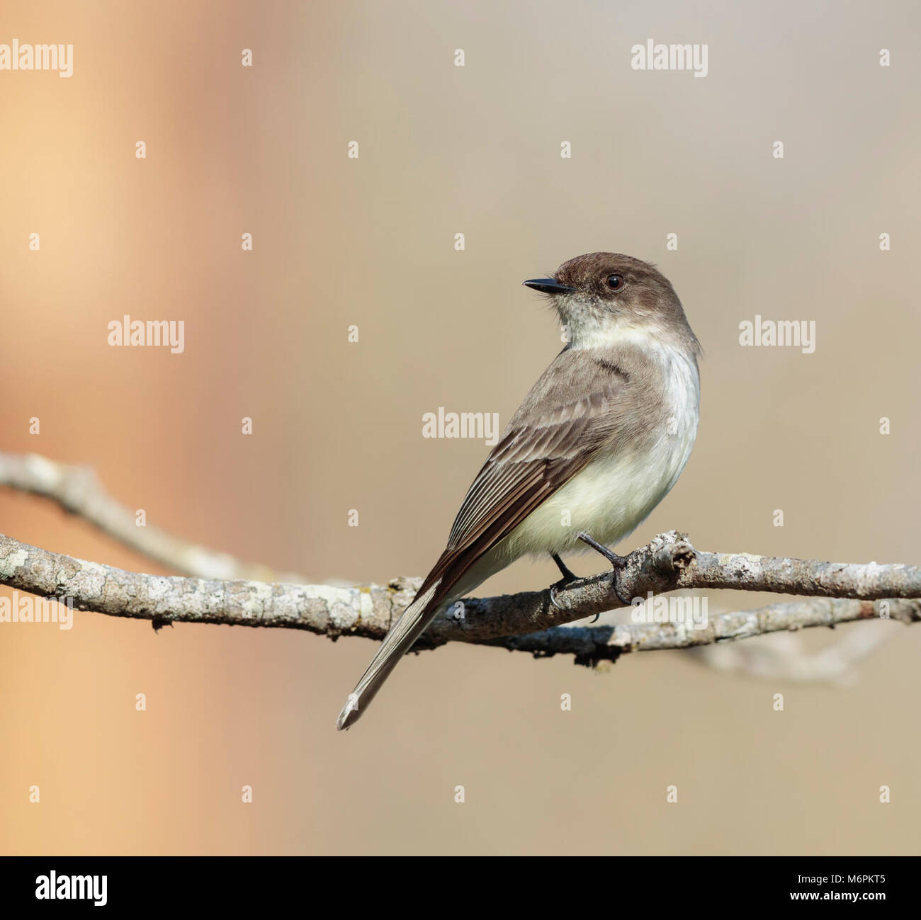 Eastern Phoebe. Sayornis phoebe Stock Photo - Alamy