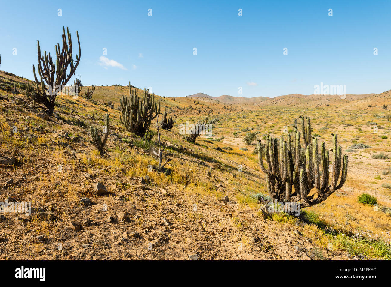Blooming Desert Chile 2017 Stock Photo - Alamy