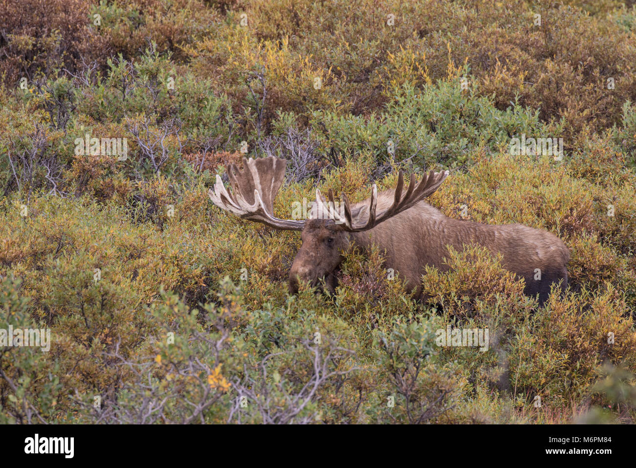 Alaska Yukon Bull Moose in Velvet Stock Photo - Alamy