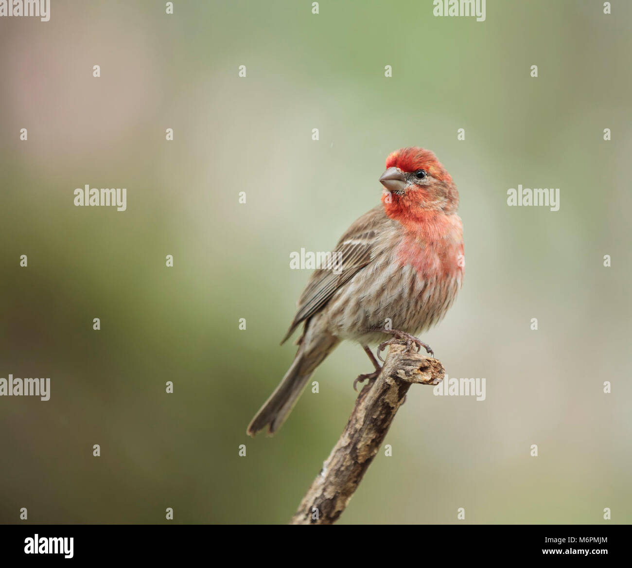 House Finch (male). Haemorhous mexicanus Stock Photo - Alamy