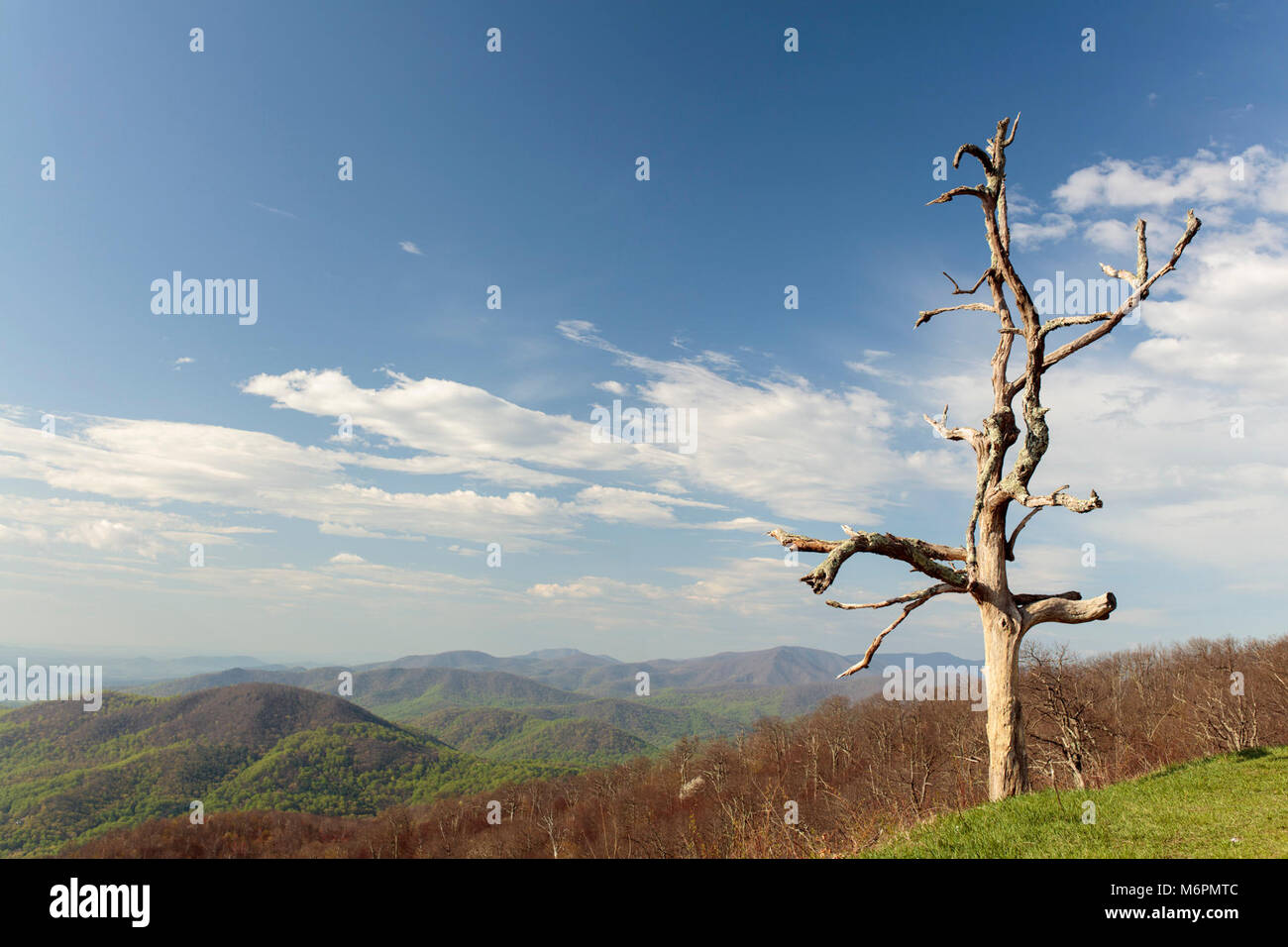 Spring Sentinel. The old snag at Little Devils Stairs Overlook bears ...